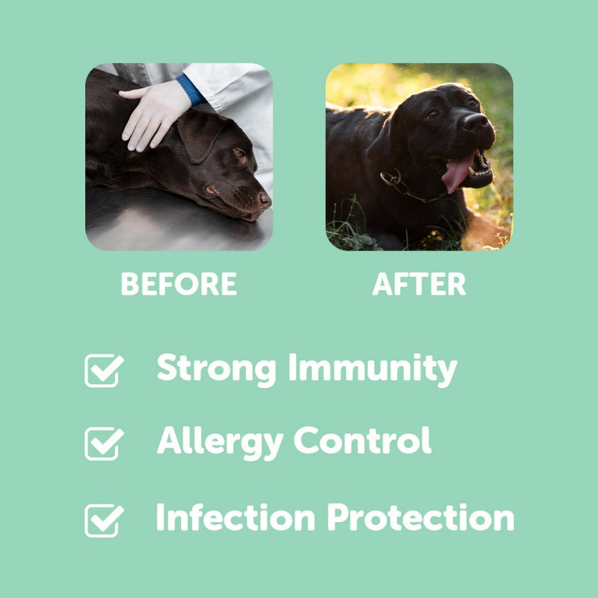 Pro Immune - Dog Immune Booster | Dr. Shiba Dog Food PH – Dr Shiba ...